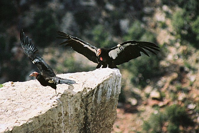California Condors