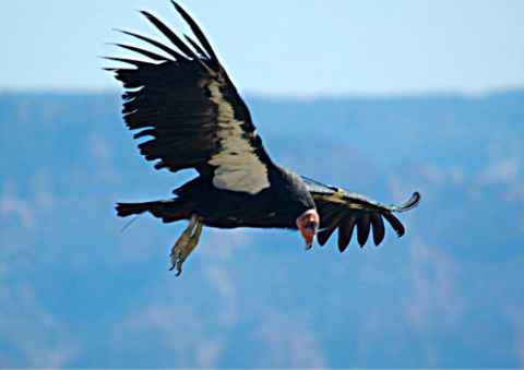 California Condors
