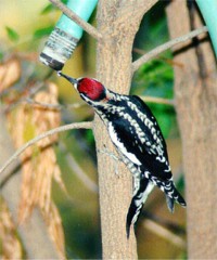 The Dripping Water Effect and how birds are drawn to it.