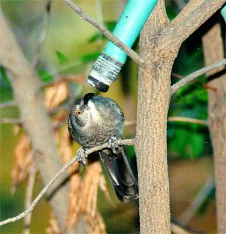 The Dripping Water Effect and how birds are drawn to it.