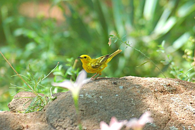 Photographs of a Yellow Warbler and the birds on the Arizona desert and ...