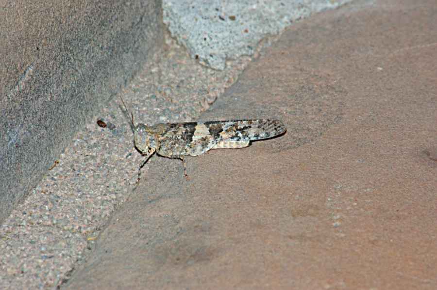 Photographs of Desert Life and the Grasshoppers, birds, bugs, insects ...