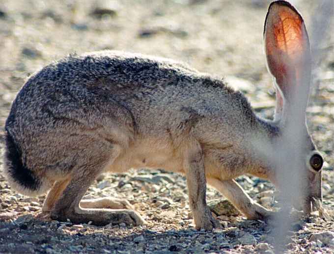Photographs of life on the Arizona Desert including, birds, cactus ...